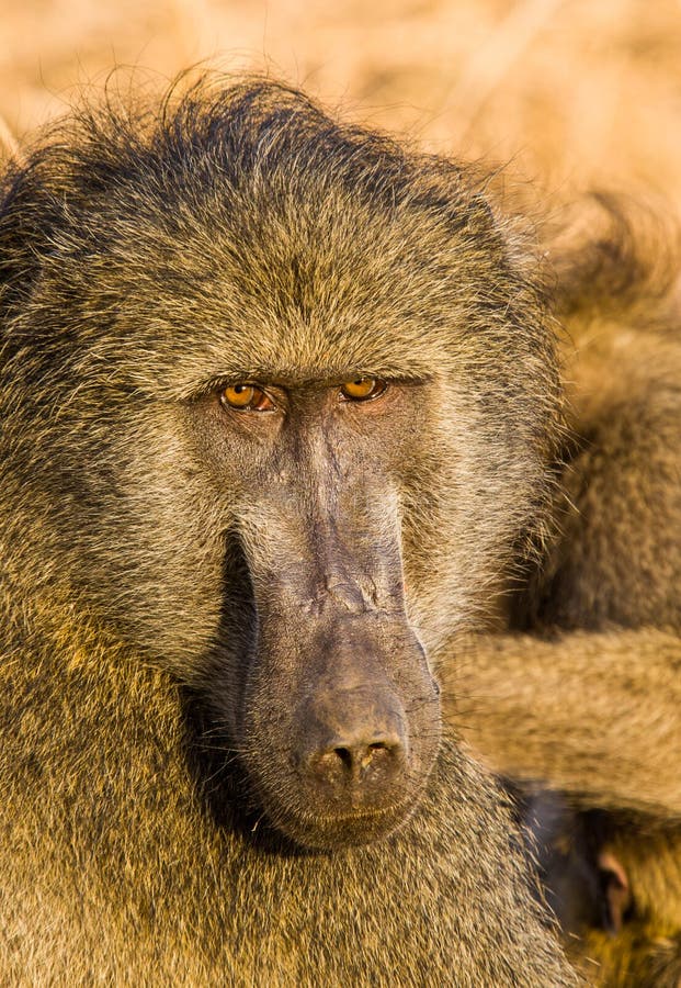 Red Baboons Sitting on the Rocks Stock Photo - Image of life, hairy ...