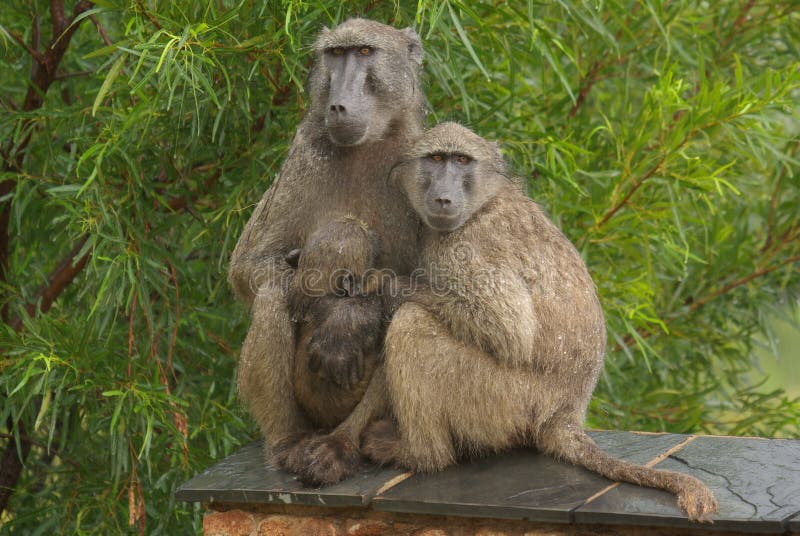 Bavianen stock foto. Afbeelding bestaande uit familie - 26444604