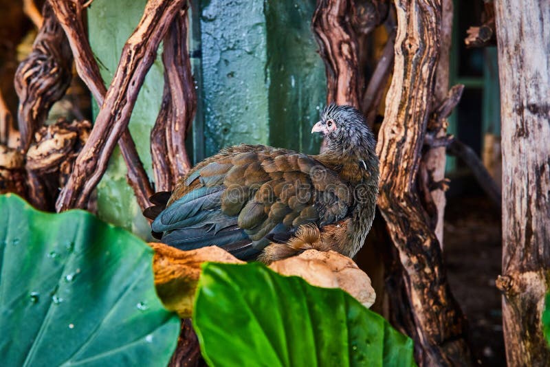 Chaco Chachalaca Bird Resting on Branches in Woods Stock Image - Image ...