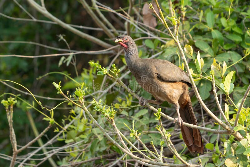 Chaco Chachalaca Bird in Tree Stock Photo - Image of brazil, chachalaca ...