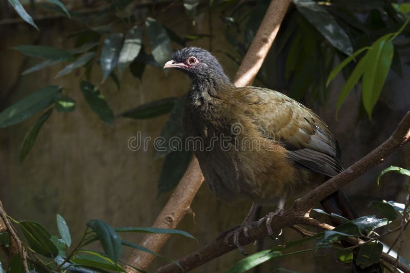 Chaco Chachalaca, Ortalis Canicollis, Perched in Tree Stock Photo ...