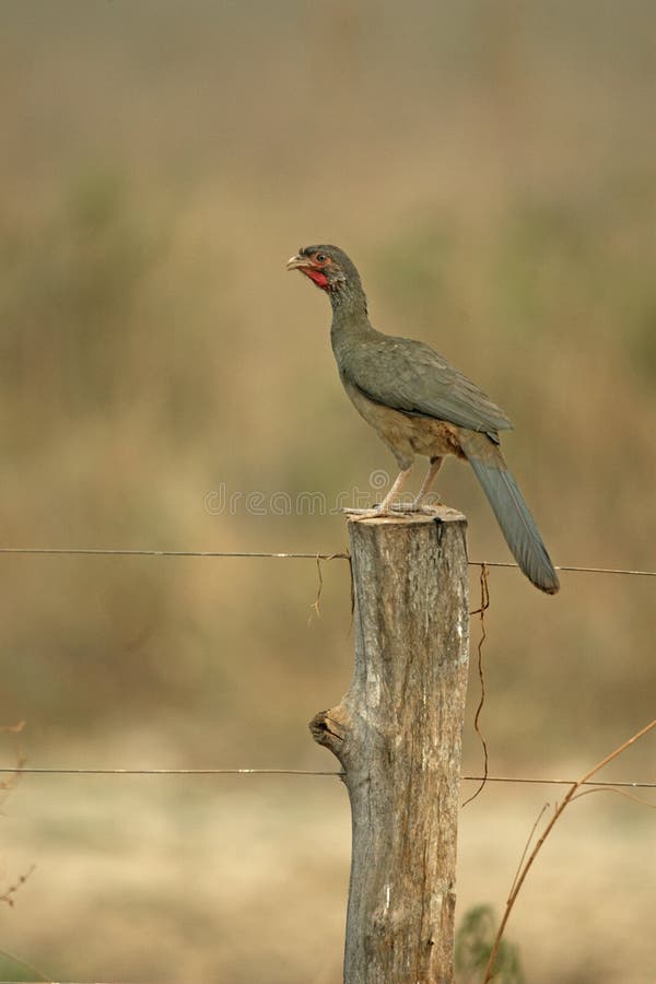 Chaco Chachalaca, Ortalis Canicollis Stock Image - Image of chachalaca ...