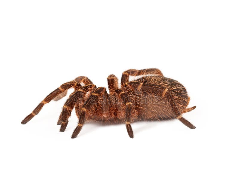 Chaco Golden Knee Tarantula Side View Stock Photo - Image of cutout ...