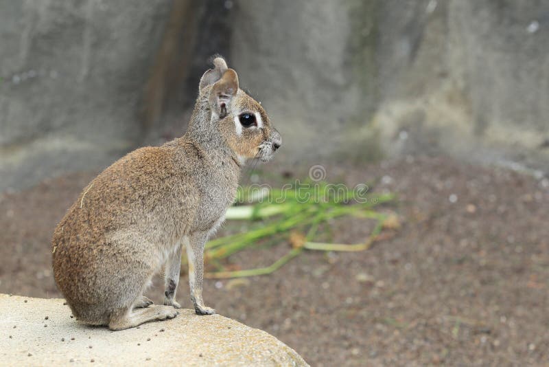 Pediolagus Stock Photos - Free & Royalty-Free Stock Photos from Dreamstime