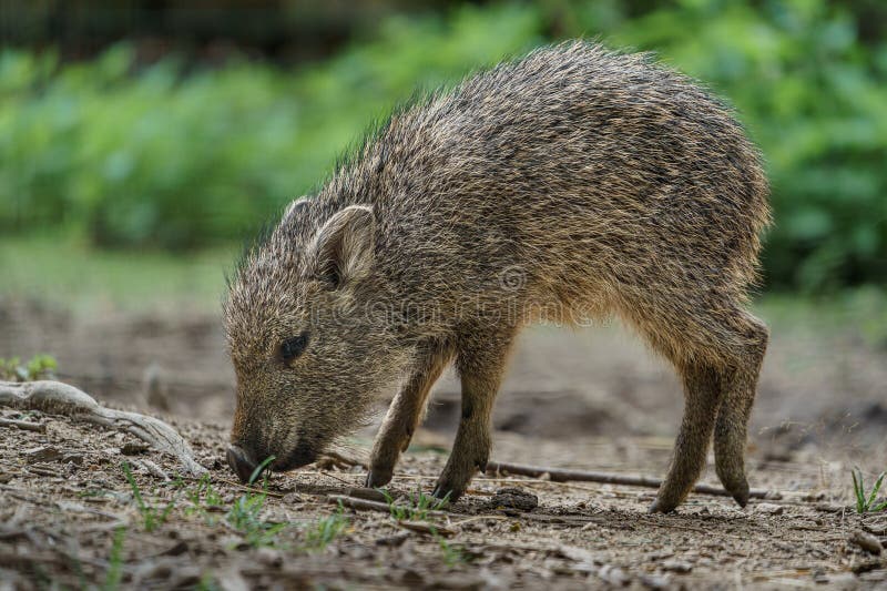 Chacoan peccary stock photo. Image of hardy, large, brown - 269861494