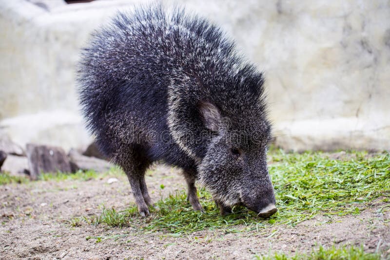 Chacoan Peccary, Catagonus Wagner, Gnawing Grass Stock Image - Image of ...