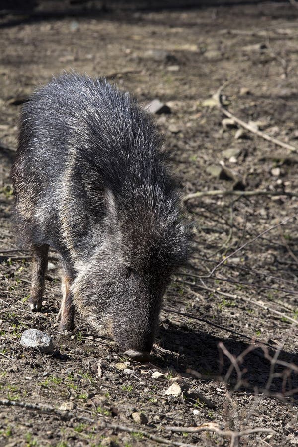Chacoan Peccary, Catagonus Wagner, Looking for Food Stock Photo - Image ...