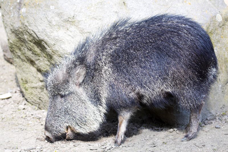 Chacoan Peccary, Catagonus Wagner, is Rarer Stock Photo - Image of ...
