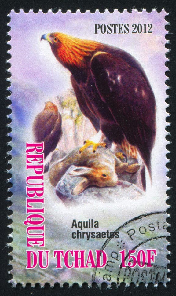 Eagle editorial photography. Image of nail, hawk, head - 334216577