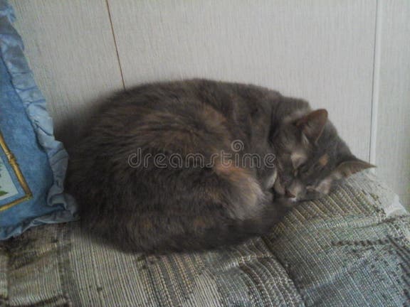 Chado catching some zz s stock image. Image of dark, catching - 49678599