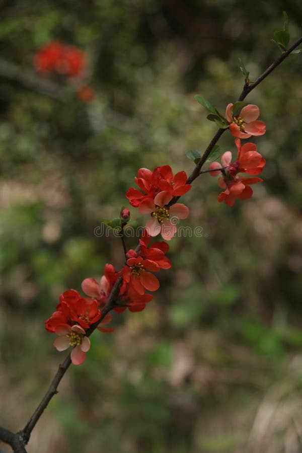 Chaenomeles Japonica Blossom with a Green Bokeh Background Stock Photo ... Chaenomeles Japonica Blossom with a Green Bokeh Background Stock Photo ...