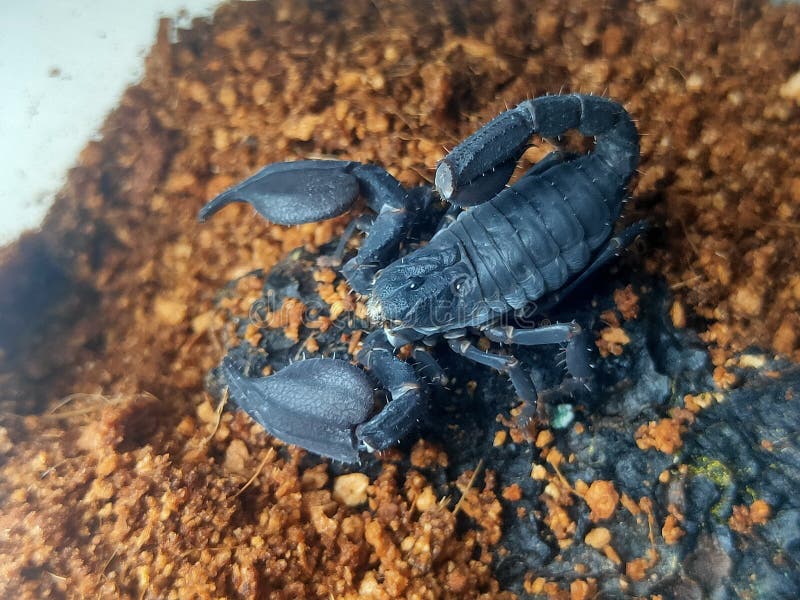 Javanese Jungle Scorpion