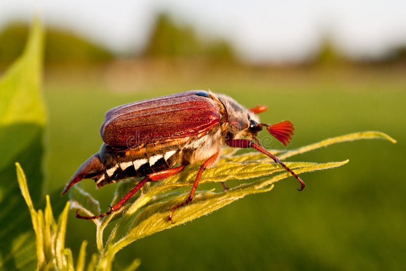 Chafer stock image. Image of insects, arthropoda, foliage - 19553933
