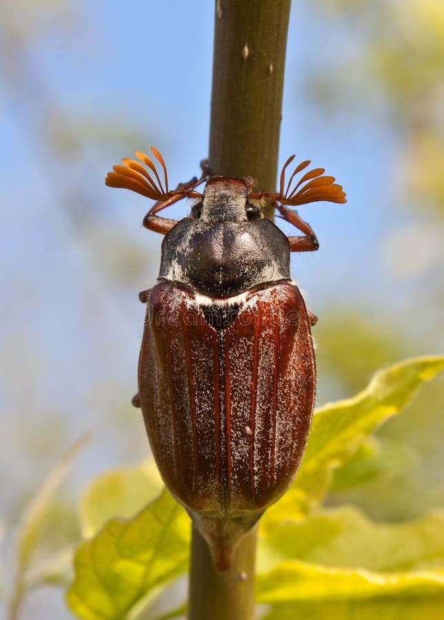 Chafer stock image. Image of insect, foot, animals, life - 19555343