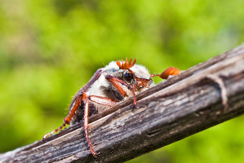 Chafer stock image. Image of insect, plant, environment - 19574763