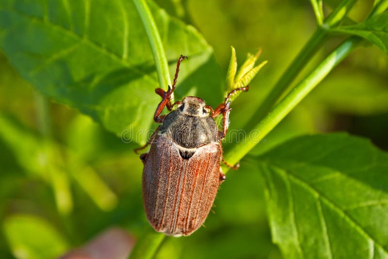 Chafer stock image. Image of hexapod, arthropod, environment - 19602743