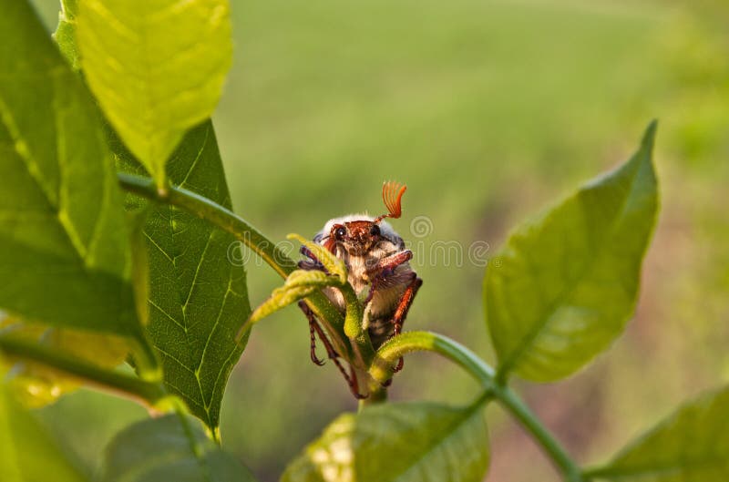 Chafer stock photo. Image of life, large, foot, green - 19618480