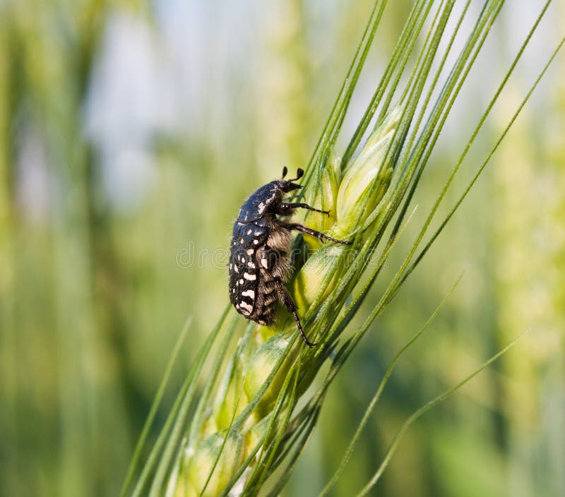 Chafer stock photo. Image of hexapod, entomology, arthropoda - 19874886