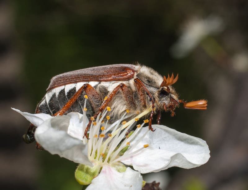 Chafer stock image. Image of wing, season, summer, wildlife - 24654037