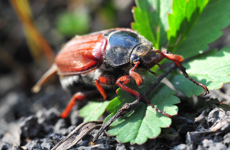 Chafer stock photo. Image of green, bright, fauna, leaf - 31576414