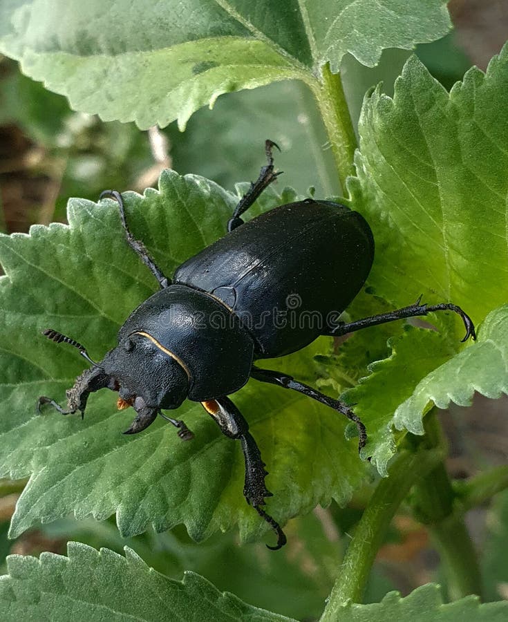 Chafer stock photo. Image of garden, natur, insects - 258962080