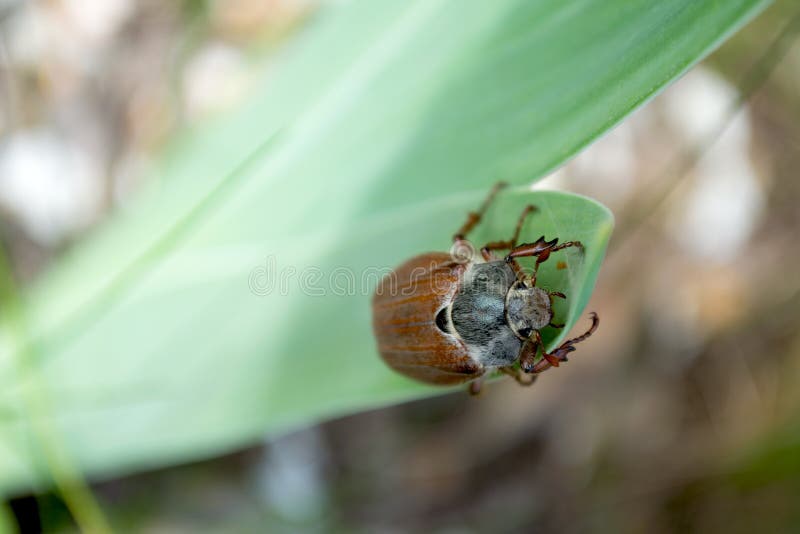 Chafer stock image. Image of spring, flower, green, park - 54626053