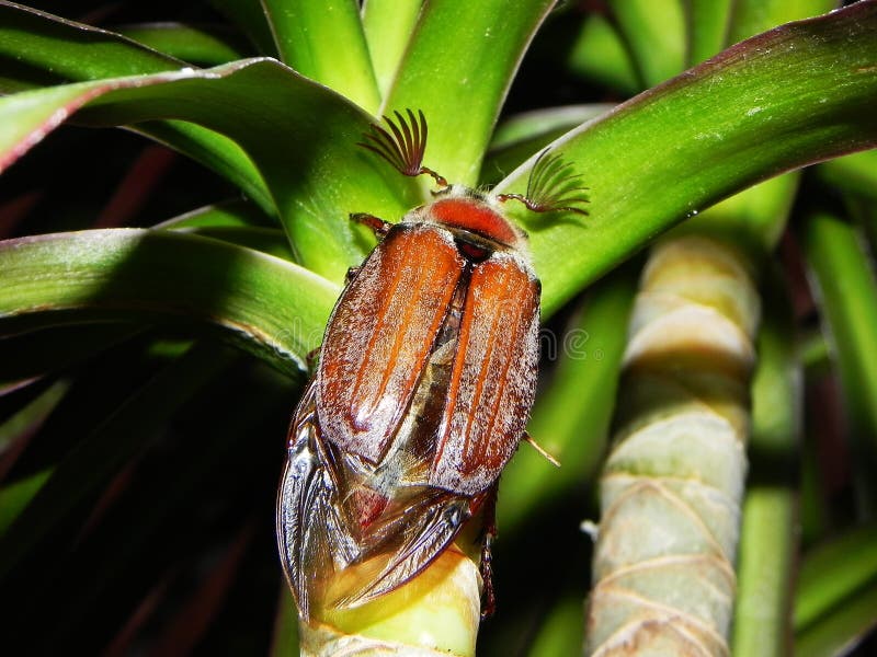 Chafer Closeup. these Beetles Appear only in the Spring Stock Image ...