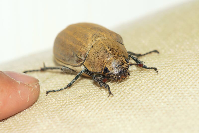 Chafer stock image. Image of animal, closeup, nature - 39578909