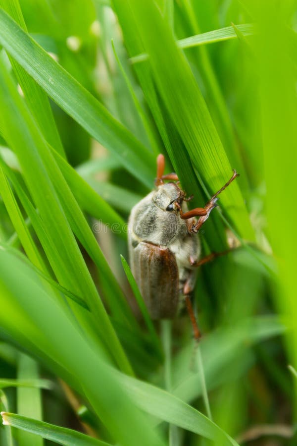 Chafer on grass stock image. Image of wing, wild, insect - 71086355