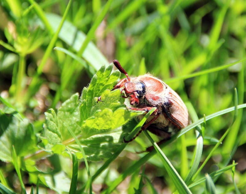 Chafer on the green grass stock photo. Image of insects - 26465844