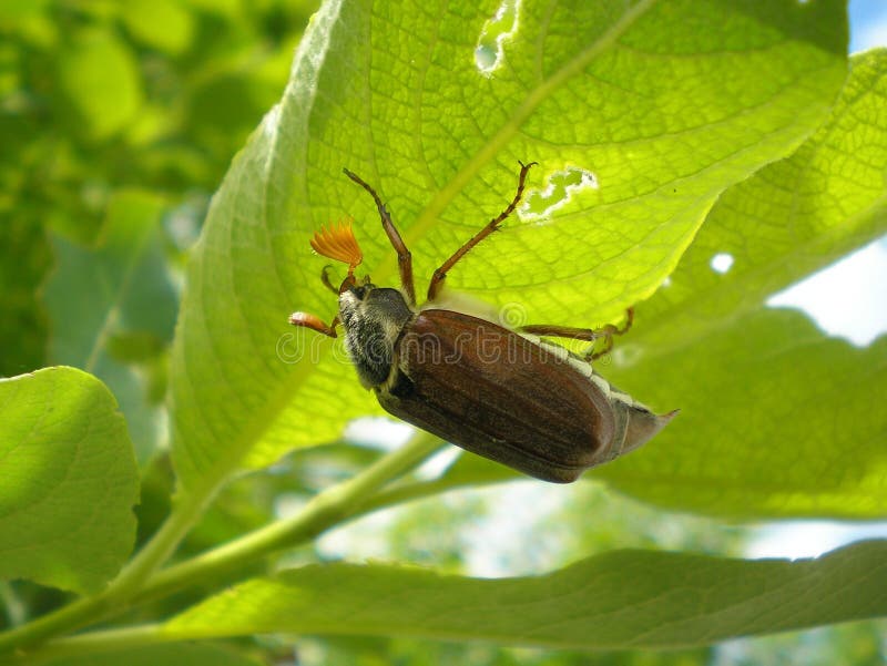 Chafer at the Spring Foliage Stock Image - Image of chafer, springtime ...