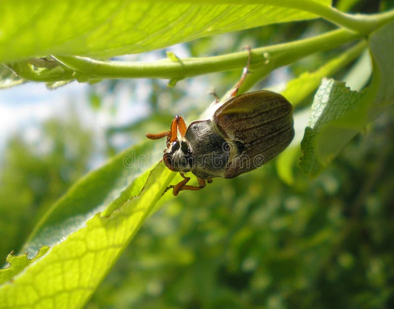 Chafer at the Spring Foliage Stock Photo - Image of environment, spring ...