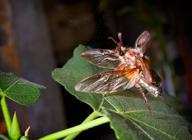 Chafer. Spring. Takeoff. stock image. Image of dust, spring - 91054461