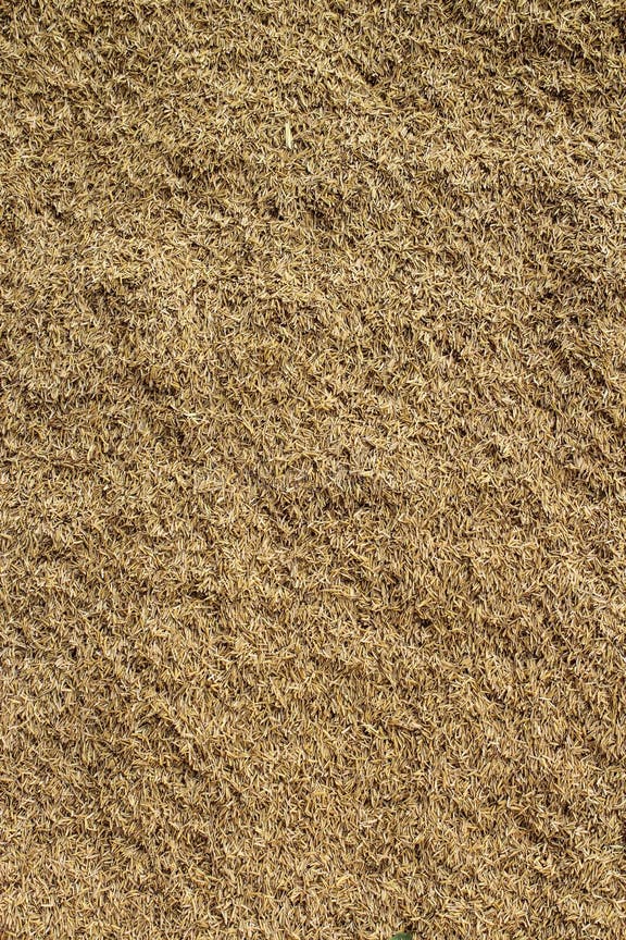 The chaff stock image. Image of natural, rural, barley - 25377171
