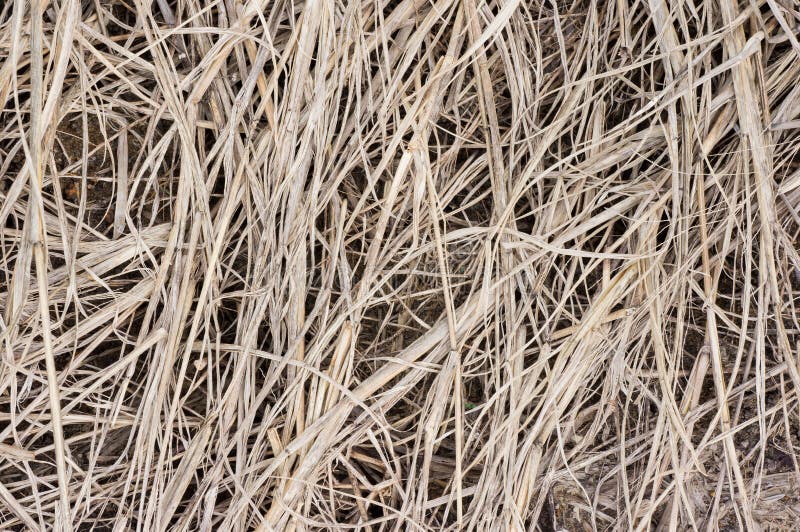 Chaff stock photo. Image of natural, desert, pattern - 32652062