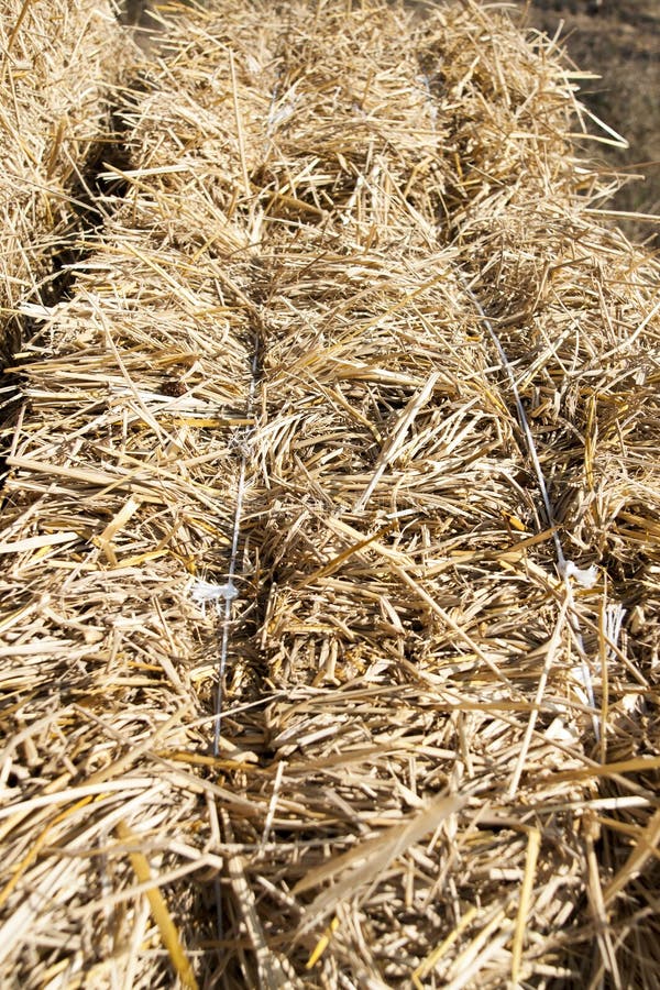 Chaff stock image. Image of blue, feed, farmed, farming - 36928355