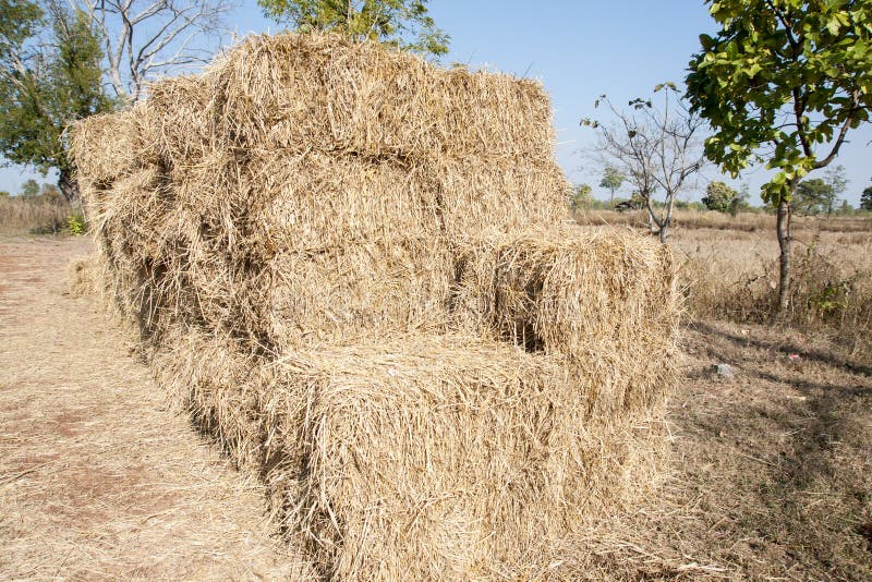 Chaff stock image. Image of blue, feed, farmed, farming - 36928355