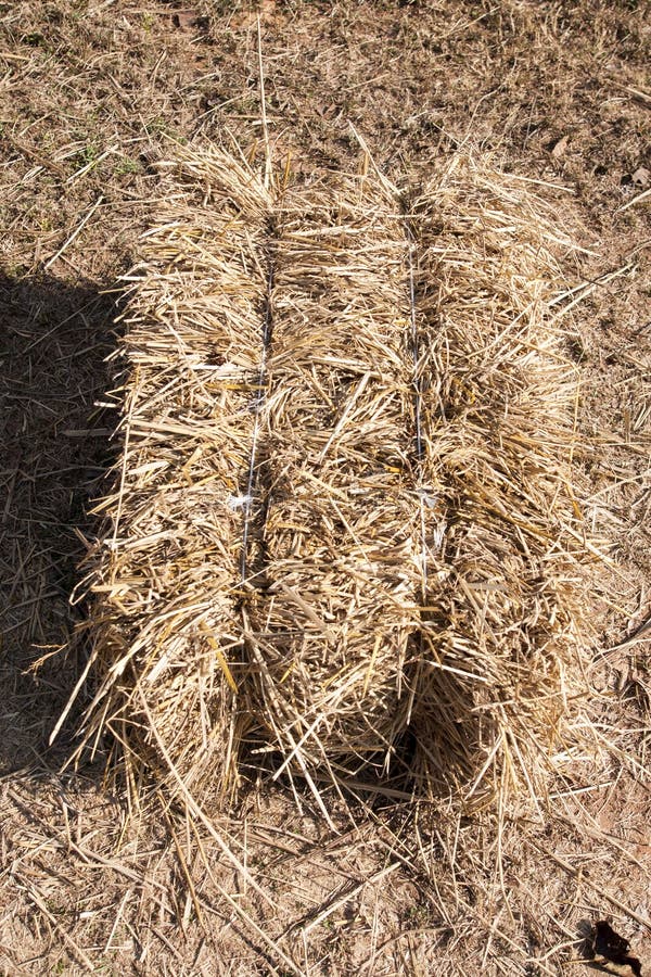 Chaff stock image. Image of farm, agriculture, chaff - 36918409