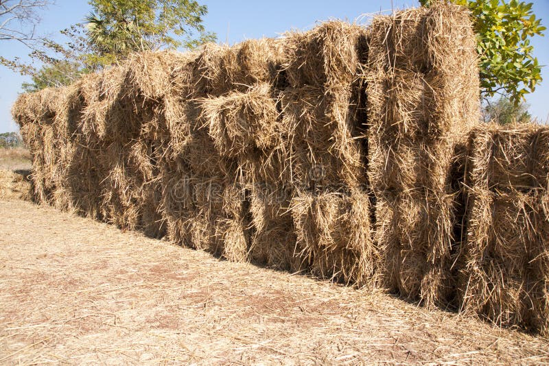 Chaff stock image. Image of blue, feed, farmed, farming - 36928355