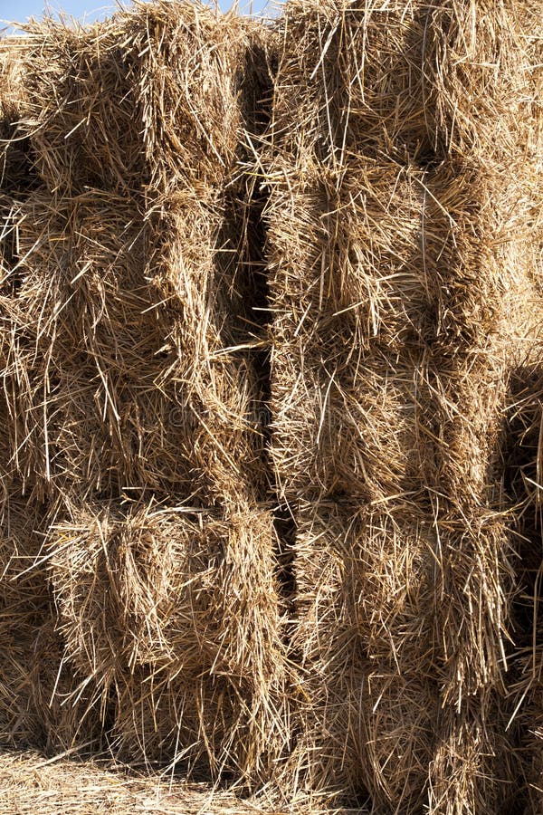 Chaff stock image. Image of blue, feed, farmed, farming - 36928355