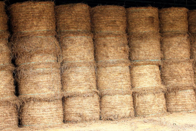 Chaff Store Food for Horse and Cow Stock Image - Image of horse, tidy ...