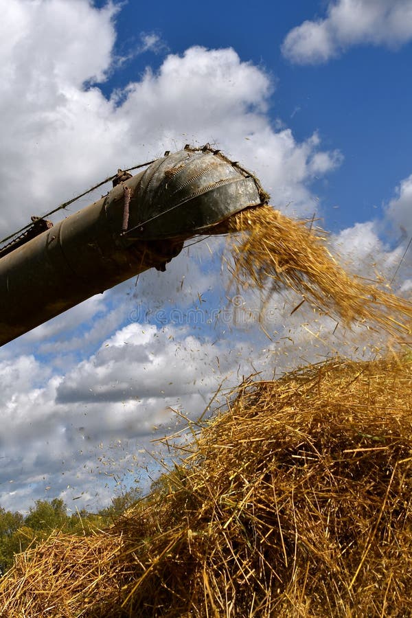 Chaff and Straw Leaving the Blower Pipe of a Threshing Machine and ...