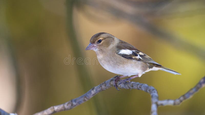 Chaffinch stock photo. Image of background, forest, beak - 29548174