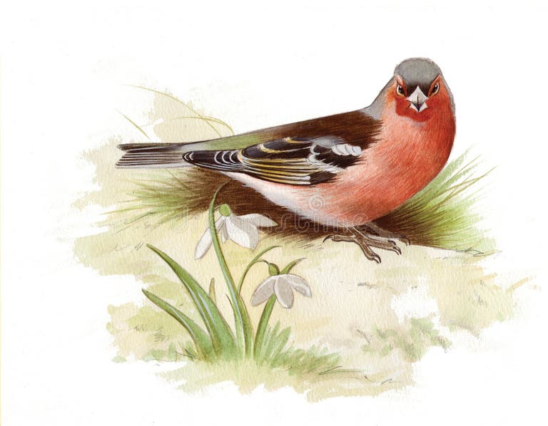 Watercolor Chaffinch Stock Illustrations – 131 Watercolor Chaffinch ...