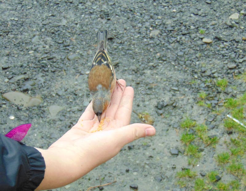 Chaffinch being hand fed stock image. Image of birds - 131606375
