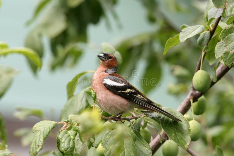 Chaffinch bird singing stock photo. Image of looking - 66040578