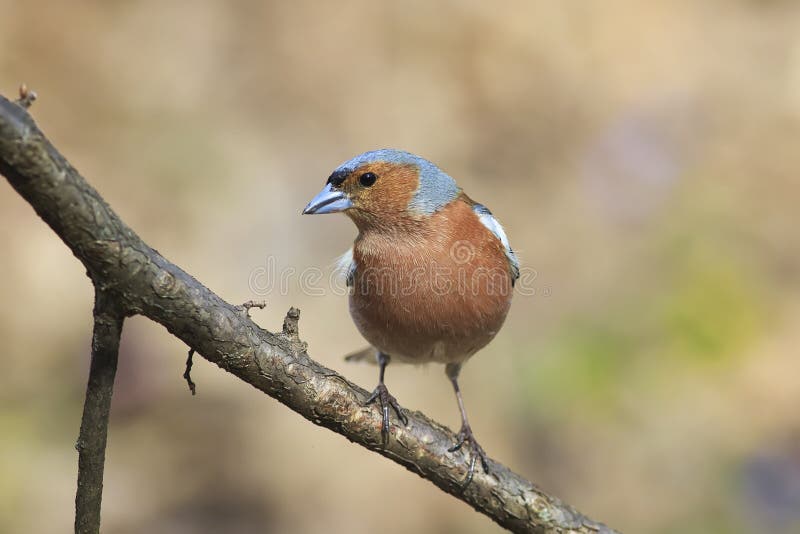 Chaffinch bird singing stock image. Image of garden, habitat - 66570851