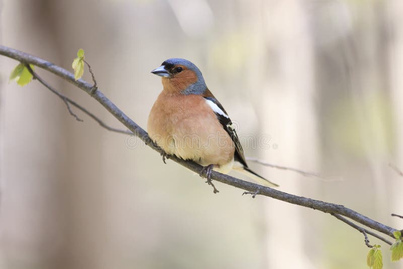Chaffinch bird singing stock image. Image of bird, branch - 66570905
