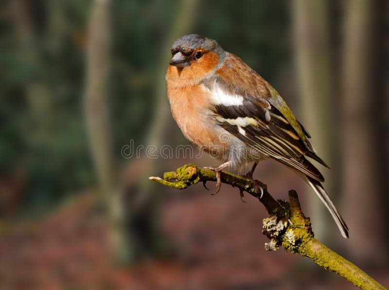 Chaffinch on a Branch stock photo. Image of branch, male - 28571788