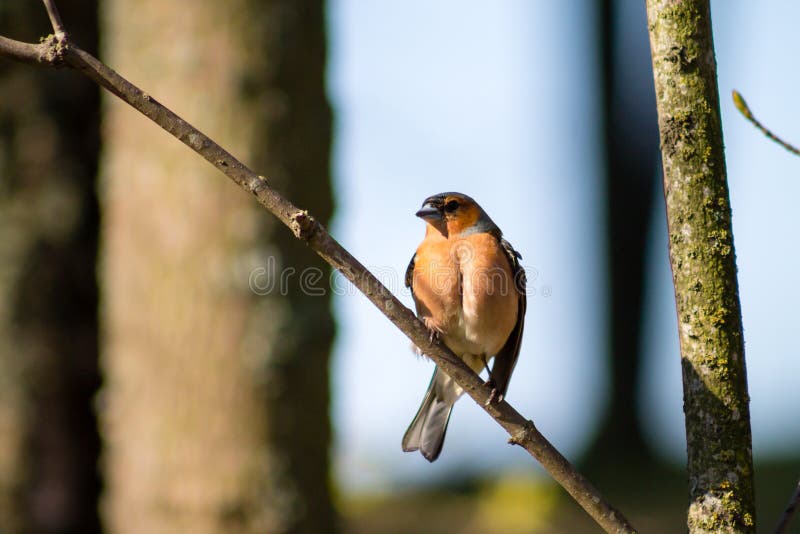 Chaffinch on branch stock photo. Image of birdwatch, european - 60408636